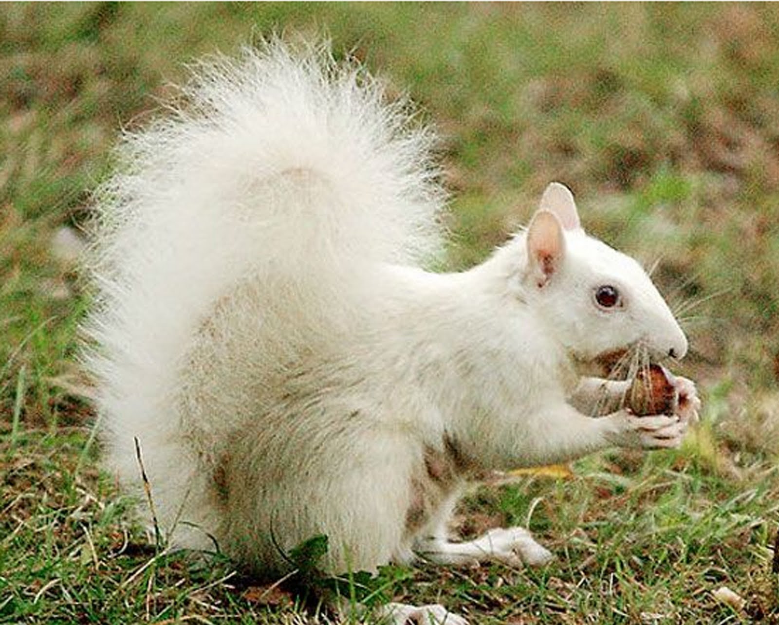 Beautiful Wallpapers: white animals wallpaper