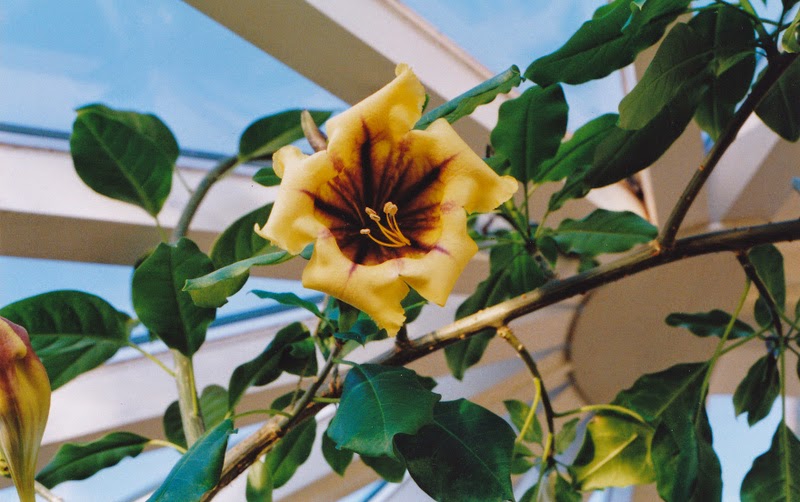 Het Bloeiende Buitenleven: HET WONDER VAN DE SOLANDRA GRANDIFLORA - THE ...