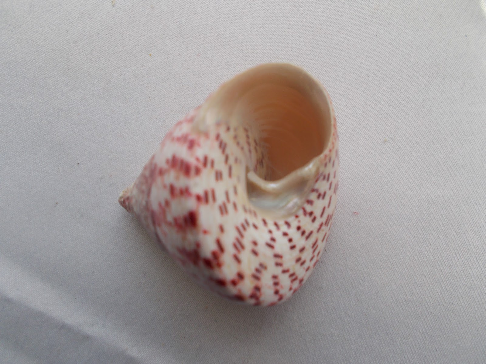 Świat według Basi: Poniedzialki z muszlami Tectus conus