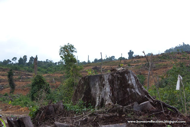 Borneo Reflections: A Round Trip to Tongod and Nabawan