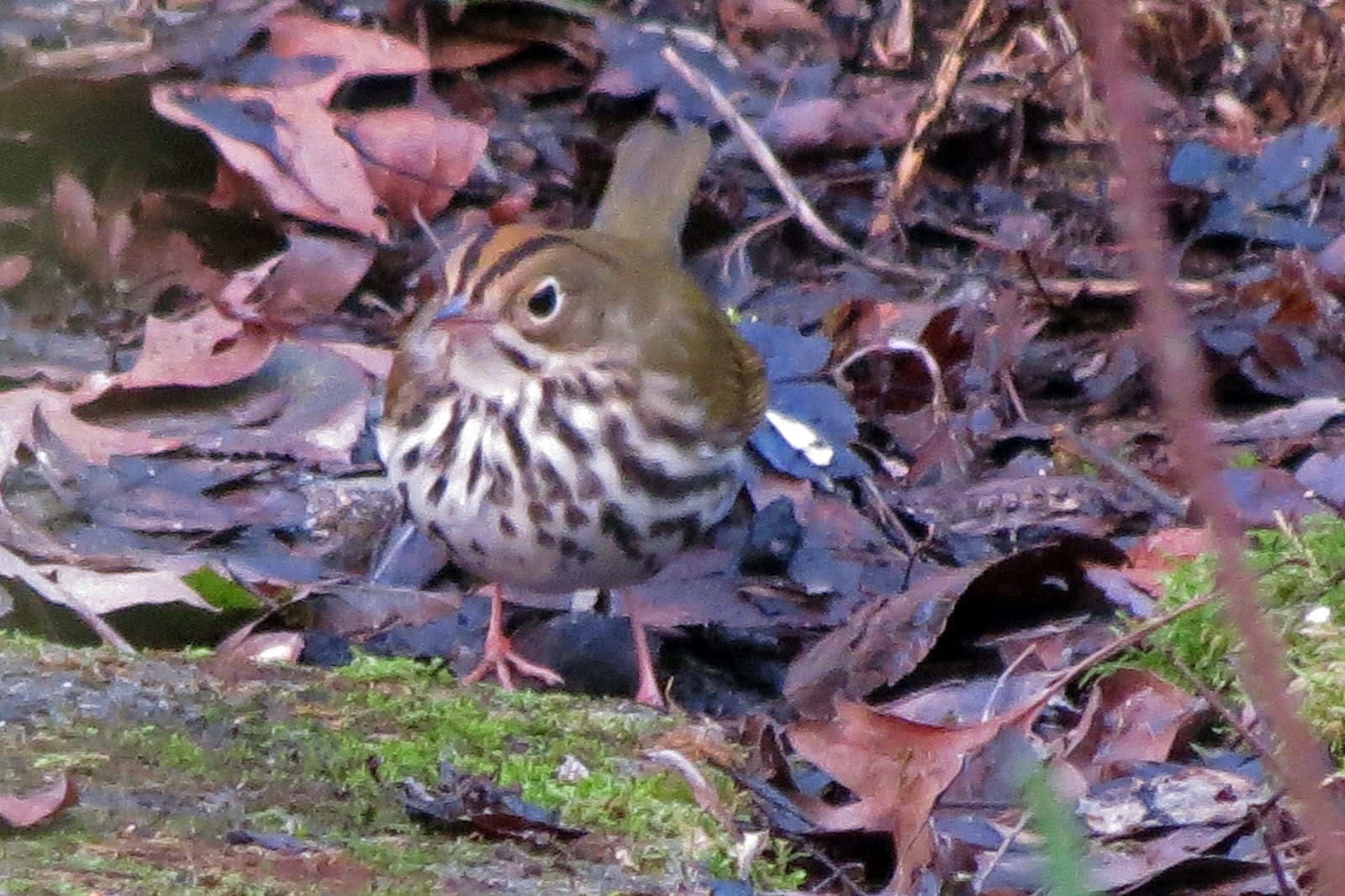 Portland Birder: Ovenbird