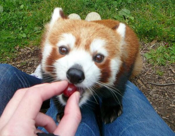 40 Adorable red panda pictures (40 pics) | Amazing Creatures