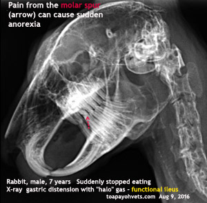 Veterinary, Photography and Travel Stories for vet students and pet ...