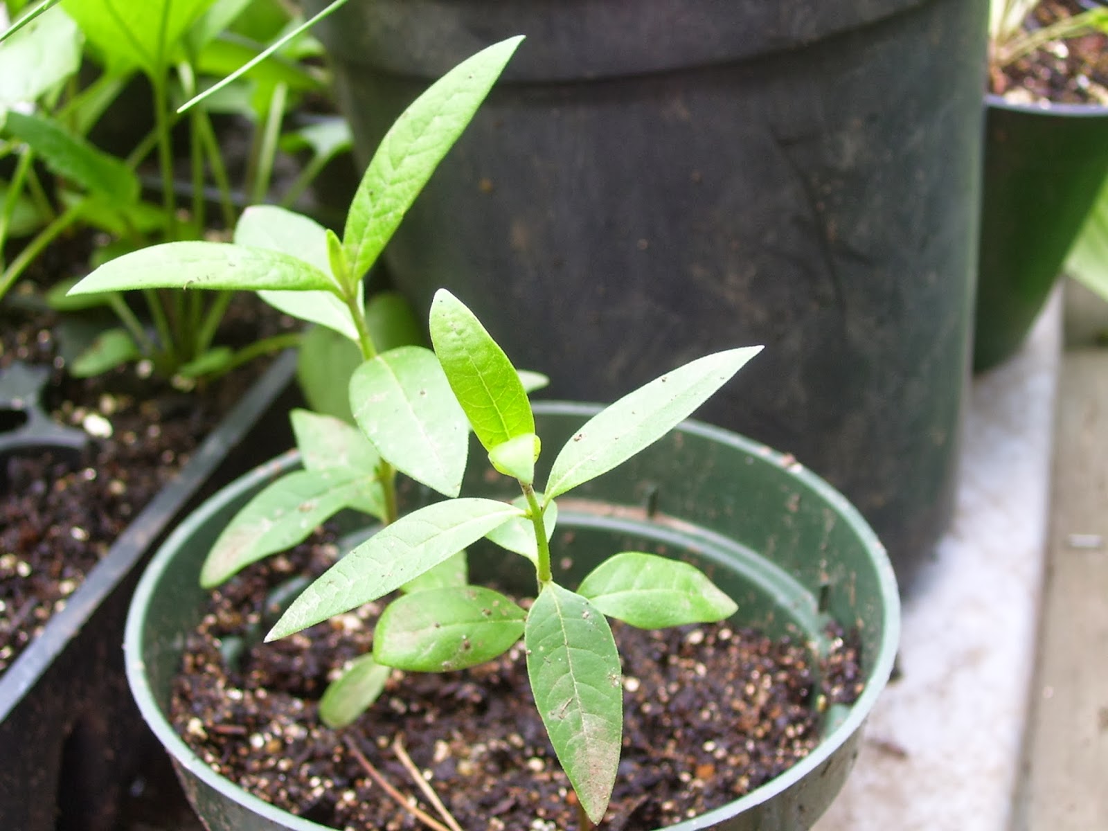 Nodding Onion Gardens: How to Grow Milkweed From Seed