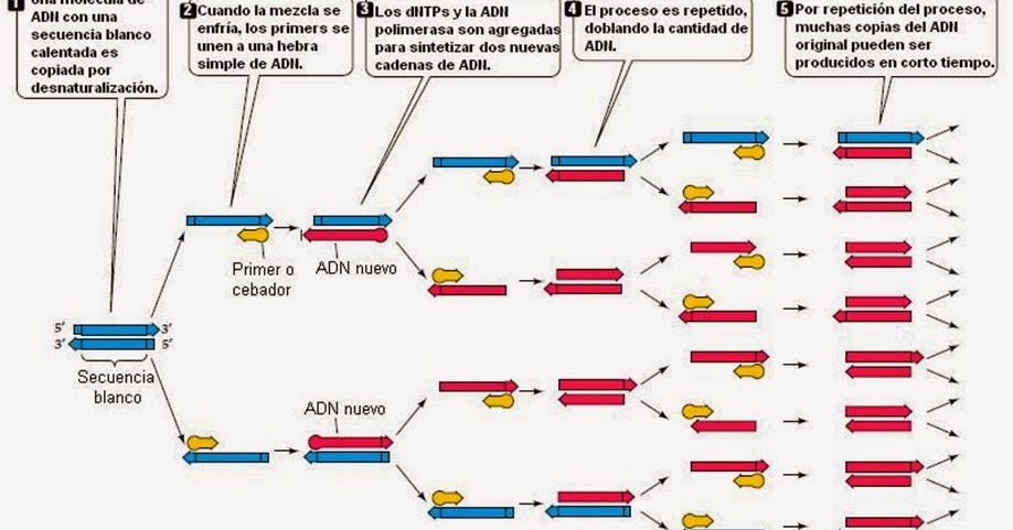 Cáncer de Estómago: Prueba de PCR en Cáncer Gástrico