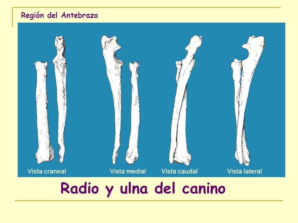 Osteologia canina: octubre 2016