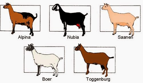 IMPORTANCIA DE LAS CABRAS: RAZAS EN COLOMBIA