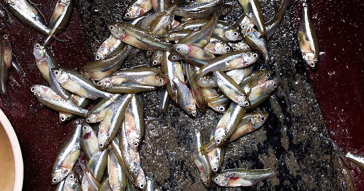 Mourala Maach Bhaja / Mola Fish Fry