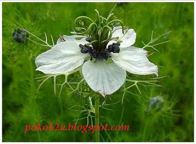Khasiat Habbatus Sauda | Pokok Manggis Depan Rumah