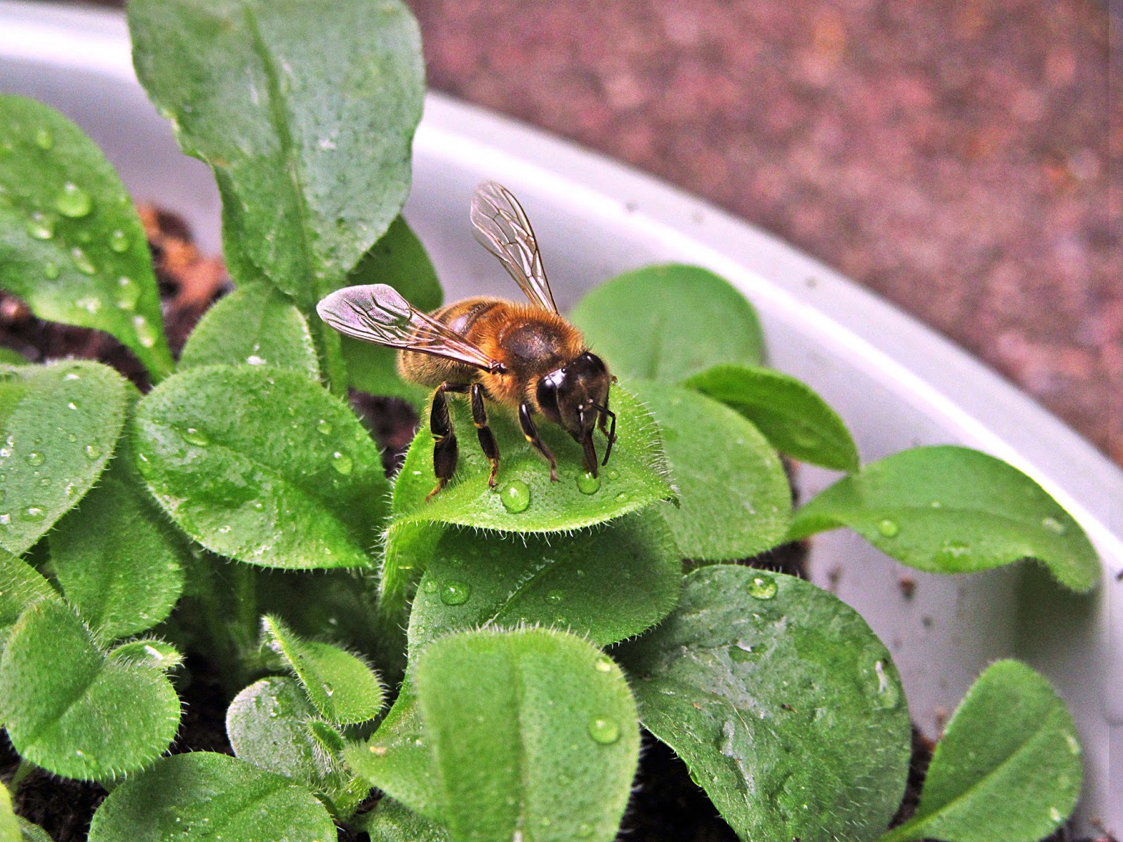 Moments, frozen in time ♡: Bee Drinking Water