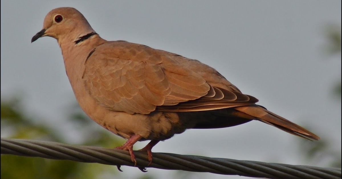 Indian Birds Photography and Details