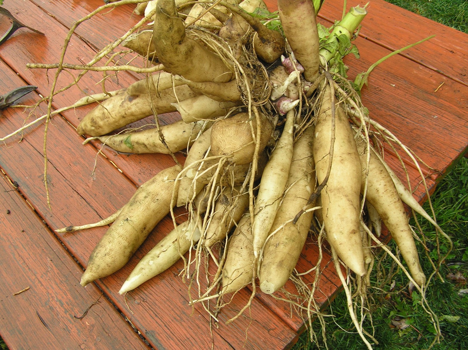 Rare Edible Root Crops: 2012 yacon harvest