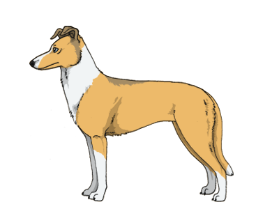 Furry-Paws Dog Breed Colors : Smooth Collie Colors