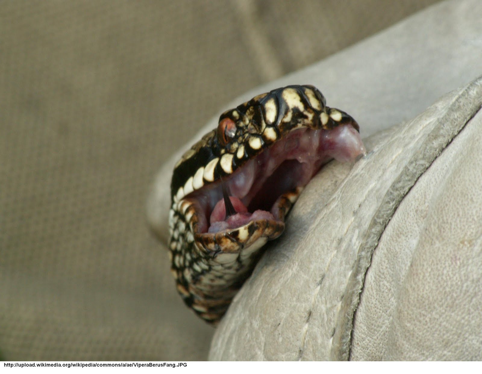 Lynnu sp. (species): Vipera berus sau Vipera comuna