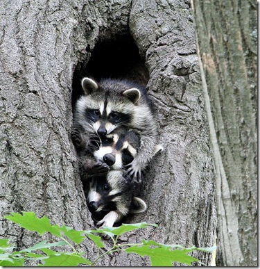 animales contentos: El mapache