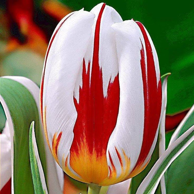 Canada 150 Tulip