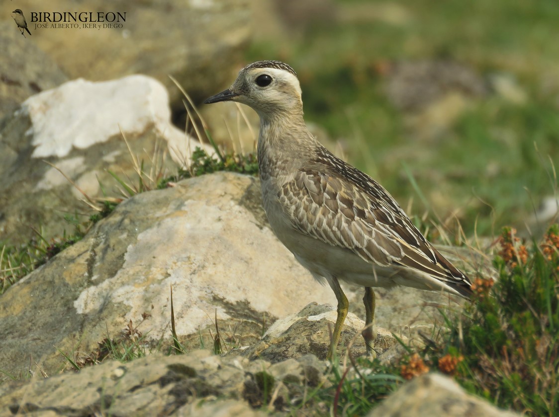 BIRDINGLEON: 3 especies de CHORLITOS en Cariño (Galicia)