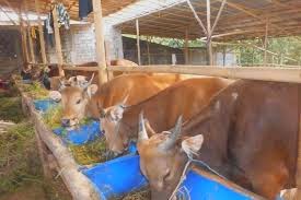 GAMBAR SAPI BALI 11 | GAMBAR SAPI