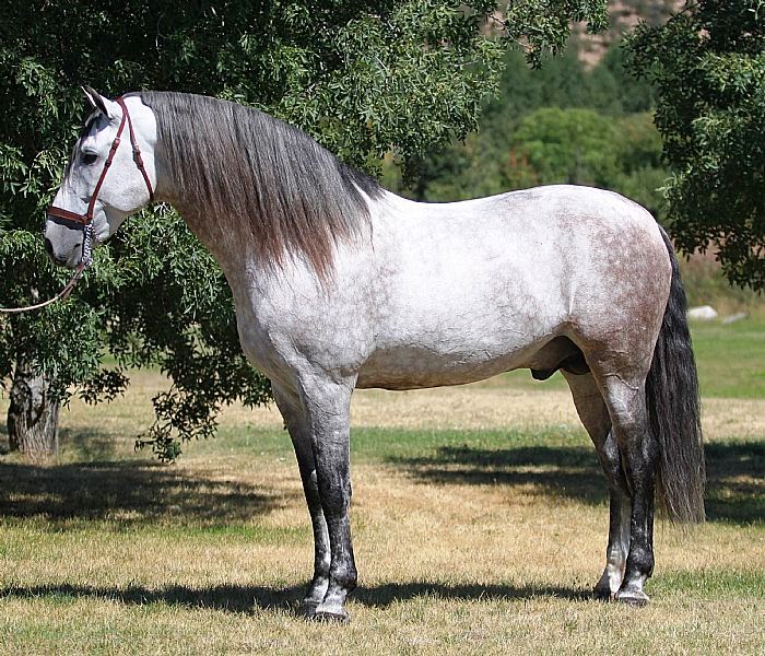 Paso Español: Le cheval de pure race espagnole, le plus beau d'Europe