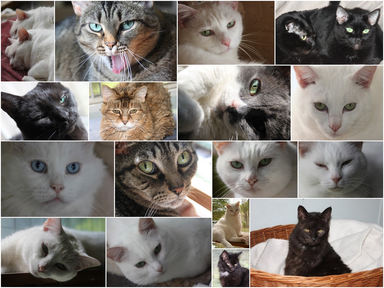 Cats of Wildcat Woods: Happy World Cat Day - 8/8/13