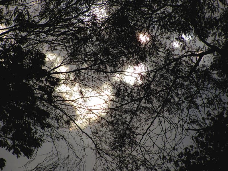 liquid ambar: Tenebris