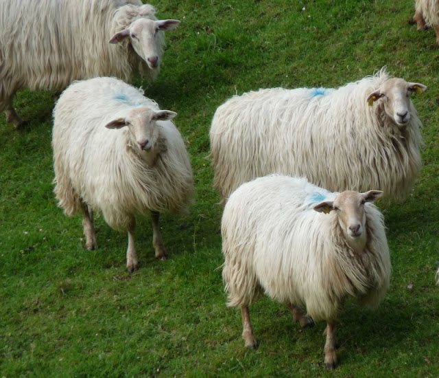 box elder: Basque sheep