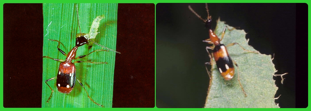 BPP Tersono Kabupaten Batang: 2016