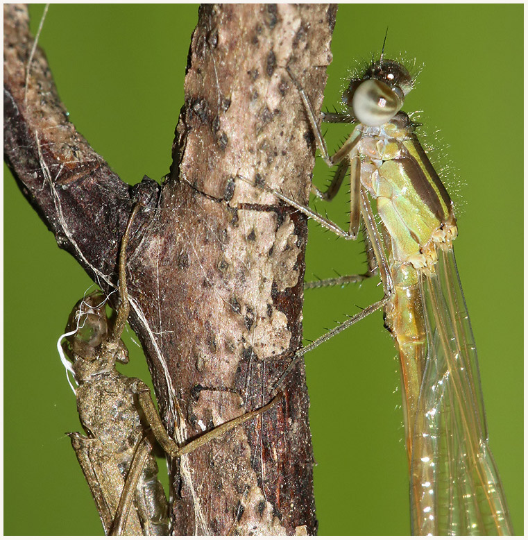 Kent Dragonflies: Newly Emerged Azure Damselfly Kent Dragonflies: Newly Emerged Azure Damselfly