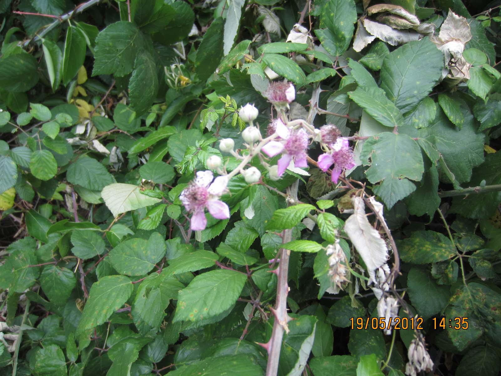 parquealamillo-encinarosa: Zarza / Rubus fruticosa