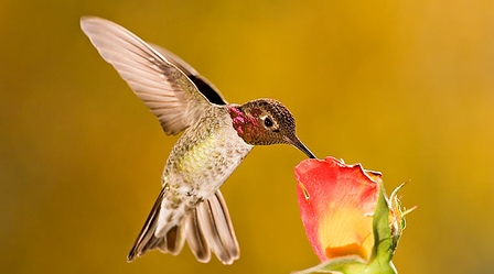 MAKING OUR FAMILY: Hummingbird