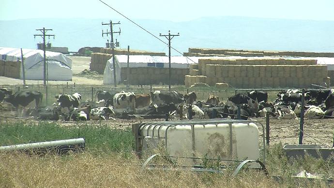 MEC&F Expert Engineers : OSHA fines Sunrise Organic Dairy in Idaho ...