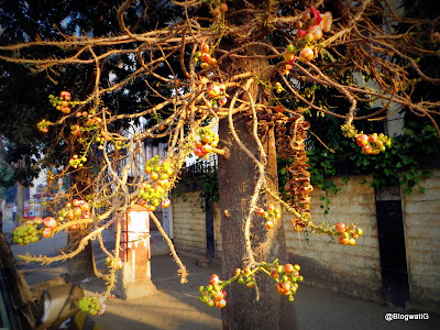 Secret of the NAGAMANI | BlogwatiG