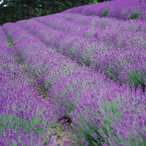 The Field of Gold: A Lavender Patch follows the Lavender Border