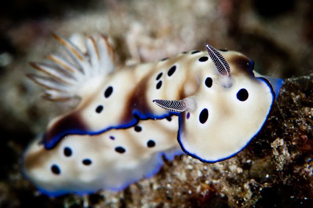 getStunned: World’s Top 10 Most Amazing Sea Slugs