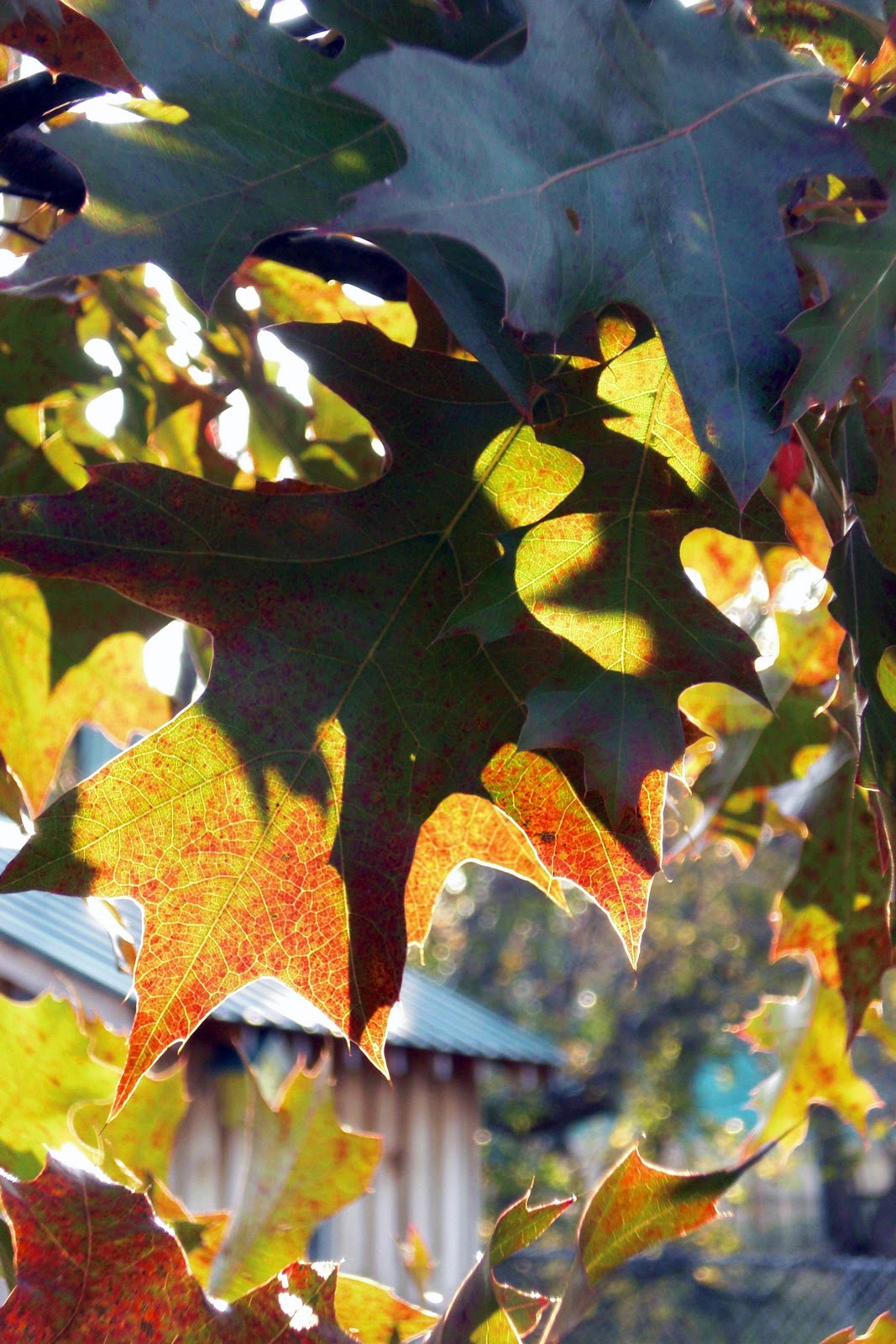 The Violet Fern: Going Native: Pin Oak