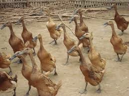 budidaya sederhana: Cara Budidaya dan Ternak Bebek/ Itik Petelur Hasil ...