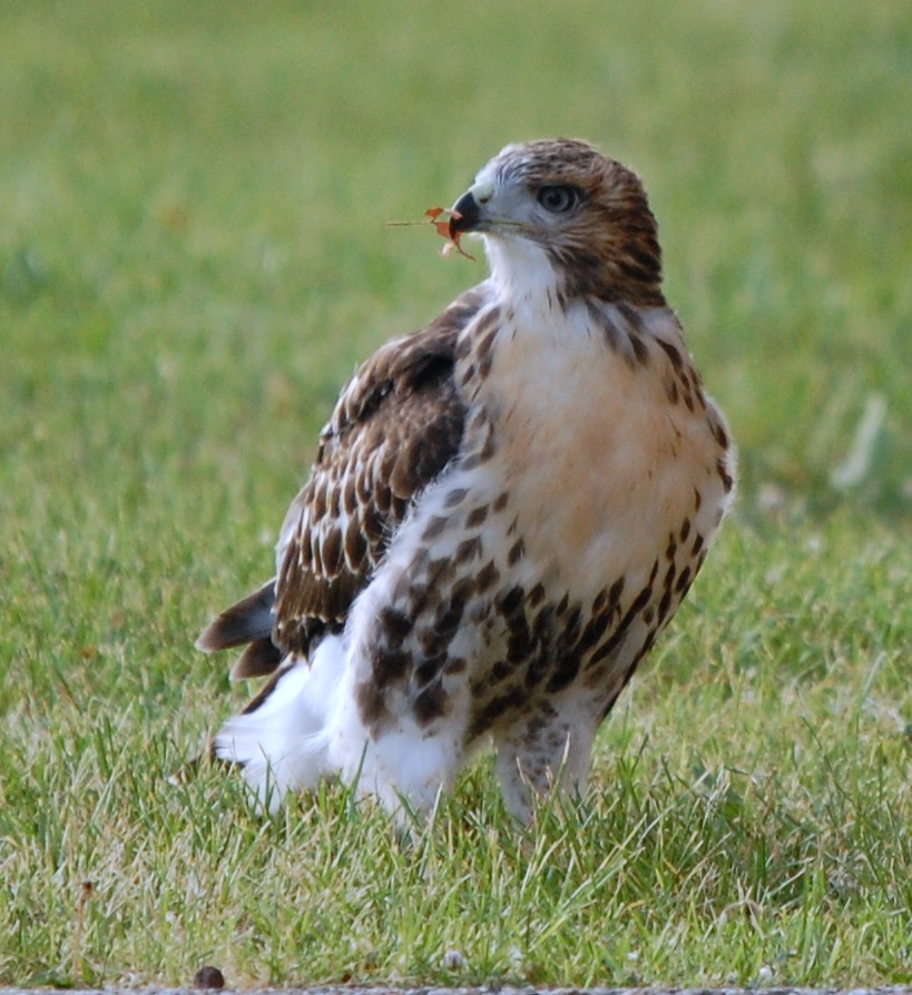 Hawkwatch at the Franklin Institute: Another eyass fledges... and a ...