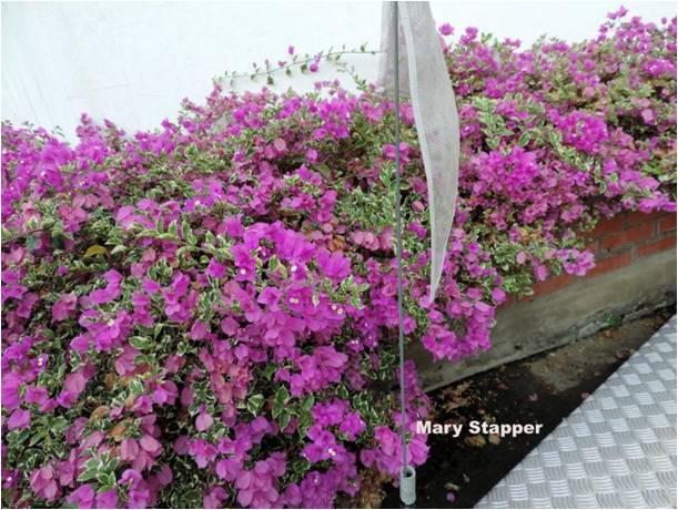 CRONICAS DE CUCUTA: 1351.- FLORES DE CUCUTA