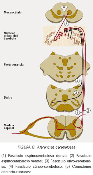 Neuroaprende : Via Propioceptiva inconciente - Via Espinocerebelosa