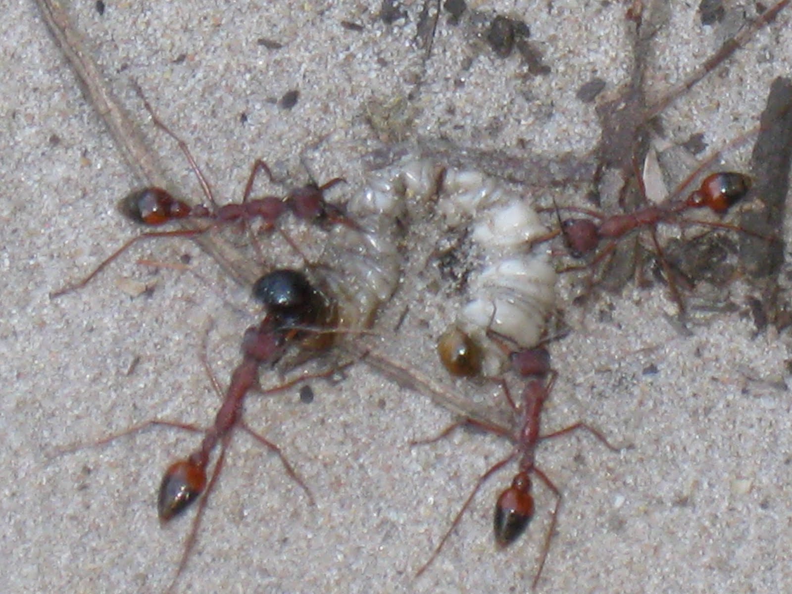 Robin's Double Life: Bull ants working as a team: Phillip Island
