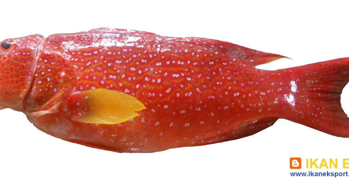 Ikan Eksport: Ekor Gunting Merah