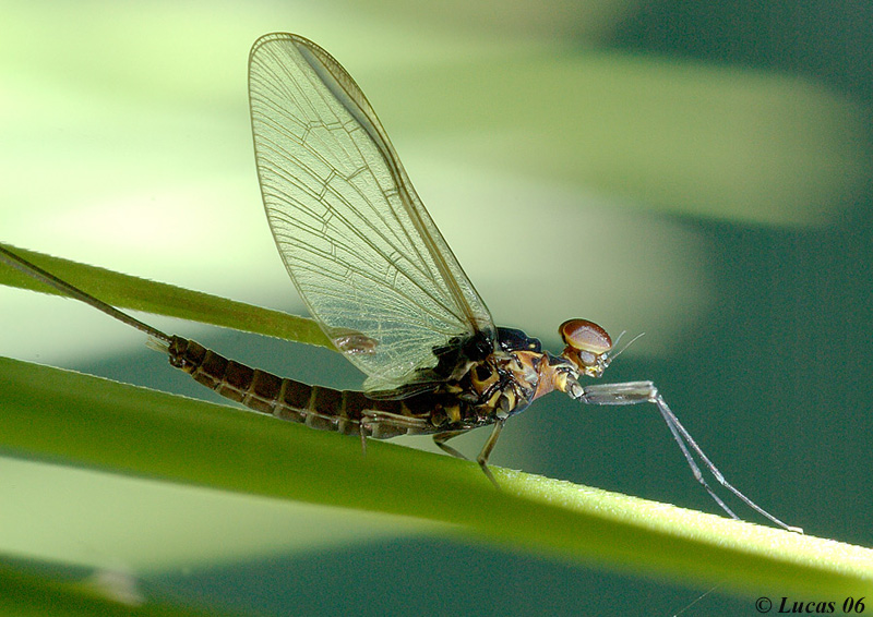 InSeCtOs: EL ORIGEN DE LOS INSECTOS