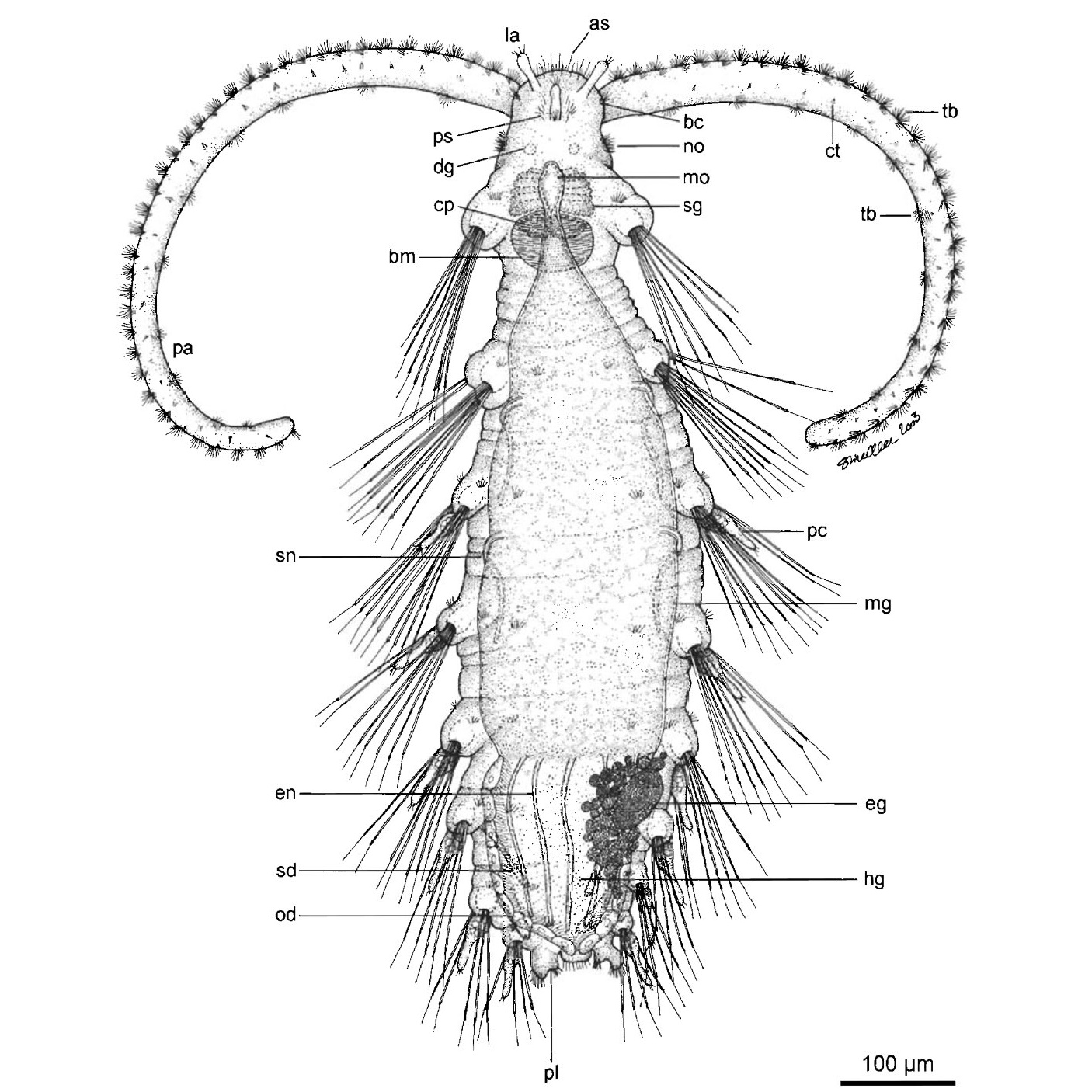 Species New to Science: [Invertebrate • 2018] Diversity and Evolution ...