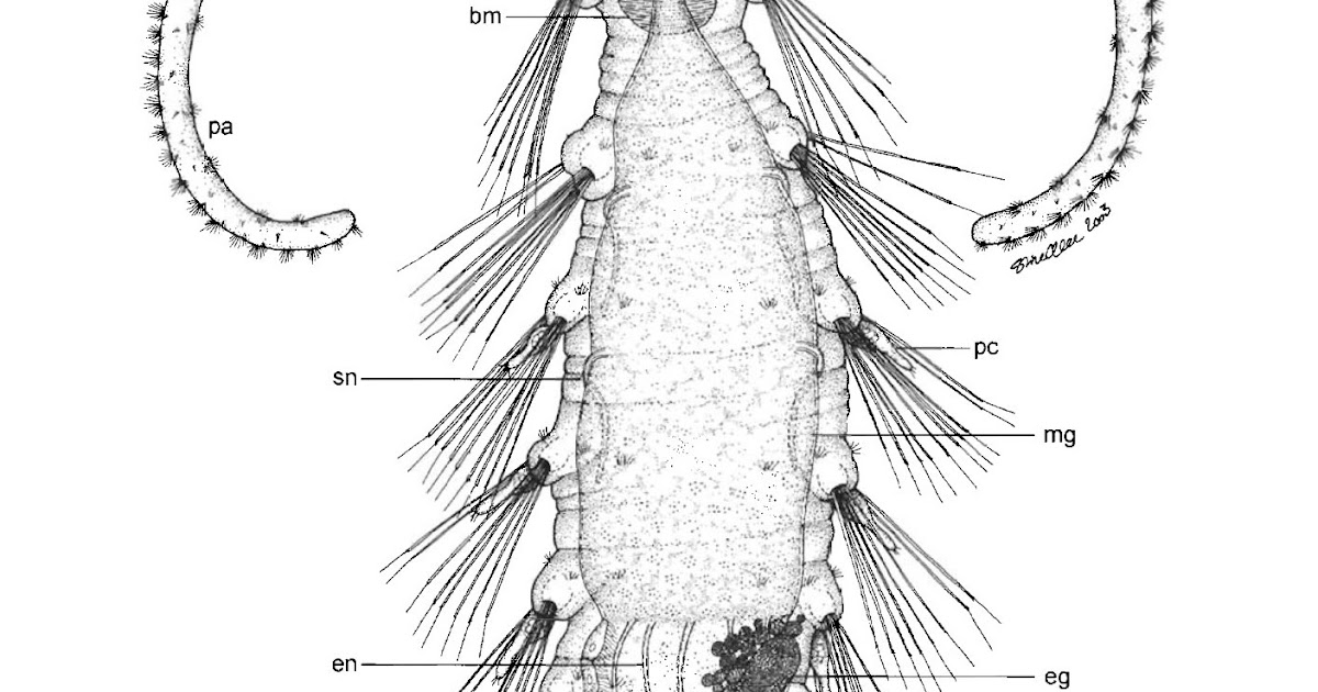 Species New to Science: [Invertebrate • 2018] Diversity and Evolution ...