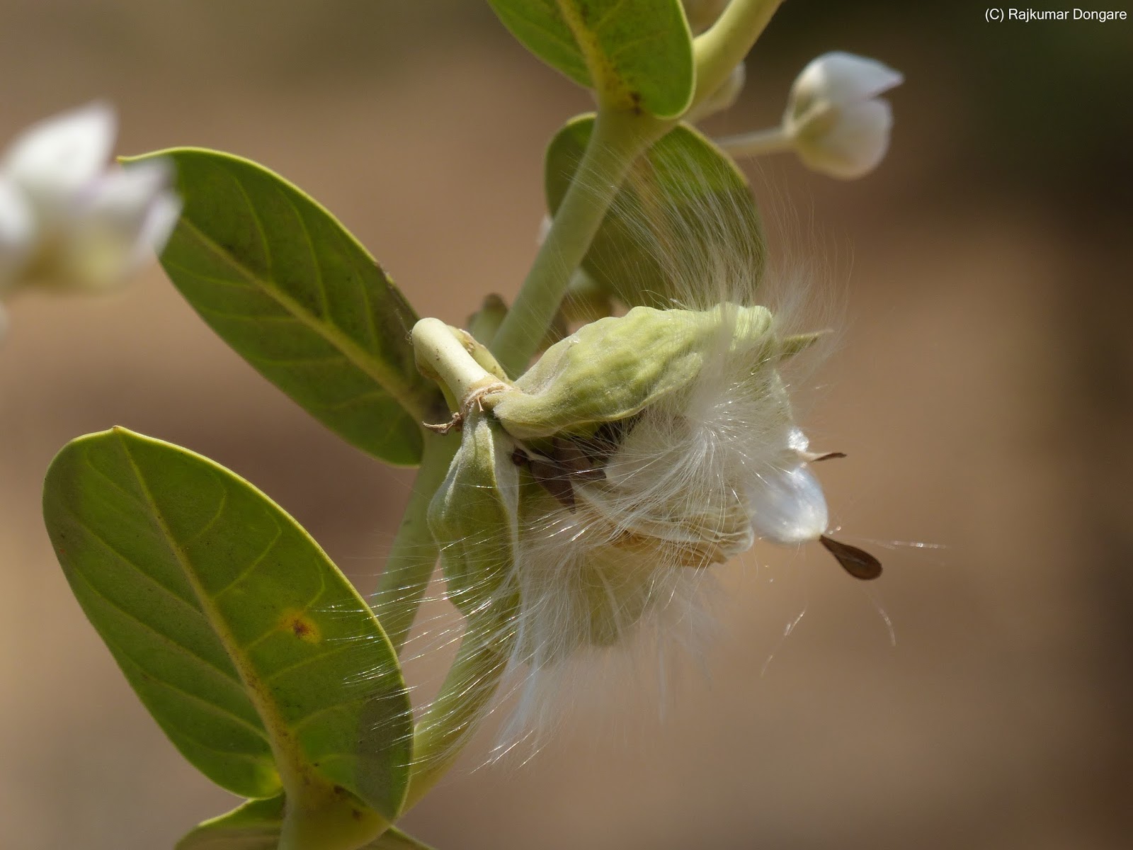 वनधन सह्याद्रीचे: Flowers: Rubber bush, Apple of sodom, French cotton ...