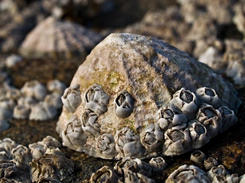 Animal World: What Are Barnacles?
