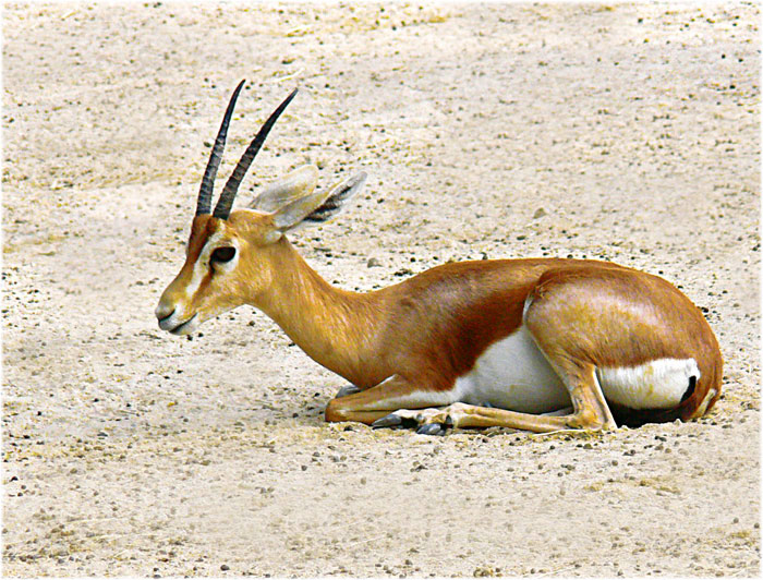FOTO NATURA HUESCA 2: GACELA gacela dorcas Carl von Linné, 1758 gasela ...