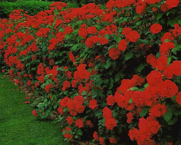 @ JuanPCachero Blog: !!! LOS ROSALES...Y ALGUNA COSA MÁS