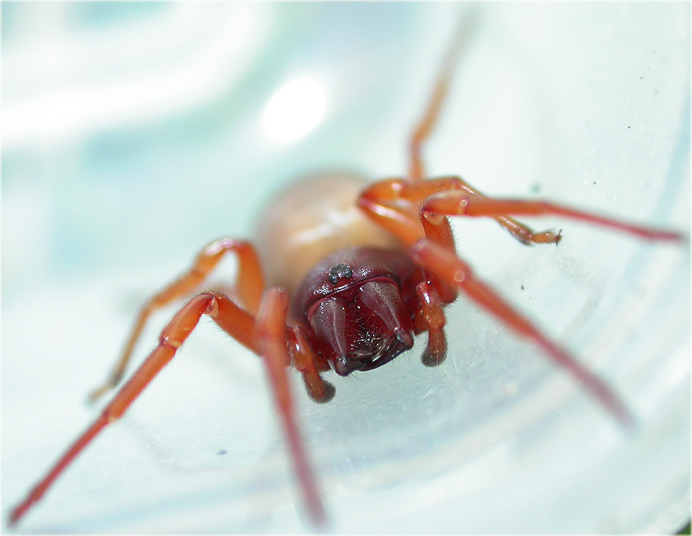 Arachnerds: Woodlouse Spiders - Dysdera sp.