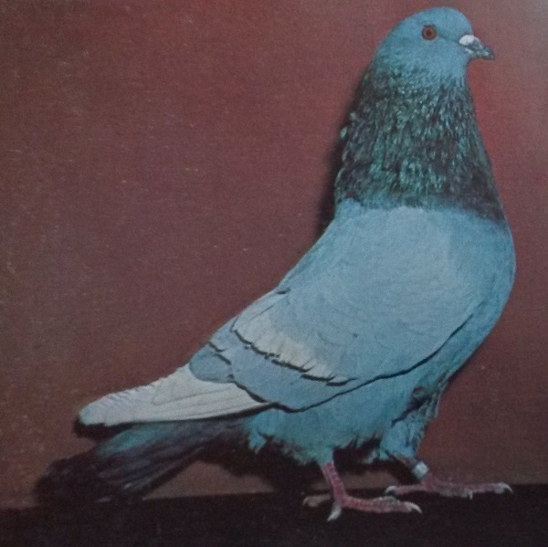 Details Information of Polish Lynx Pigeon - Encyclopedia of Bird Kingdom